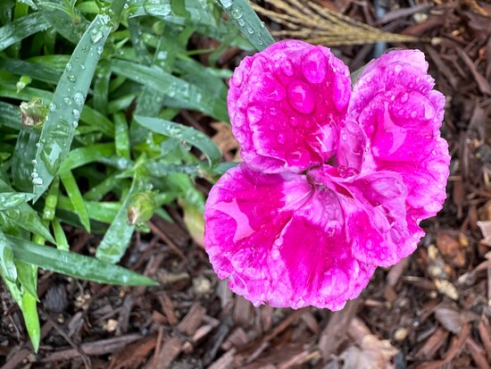 Dianthus in the rain by Shutterbug · 365 Project