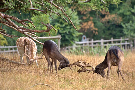 how deer solve their problems by Olwynne · 365 Project