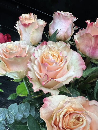 Frilly Roses by Krista Mae · 365 Project