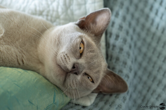 Cat Napping by Carole G · 365 Project