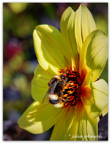 Bright eyed Bumble by julia · 365 Project