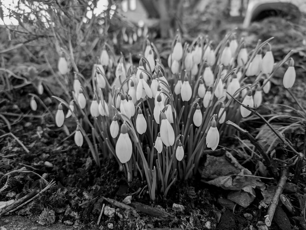 Even in B&W they are delightful by Sarah Bremner · 365 Project