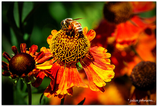 Bee-hind by julia · 365 Project