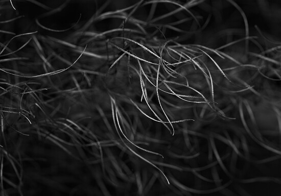Wavy Grass by Joanne Diochon · 365 Project