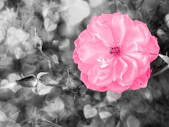 Happy Valentine’s Day by Shutterbug · 365 Project