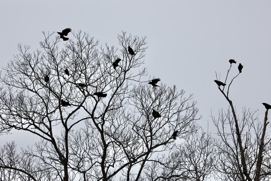 Crows Summit by Corinne C · 365 Project