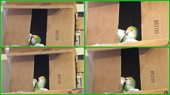 Officially the worst collage you'll see all day by Peachfront · 365 Project