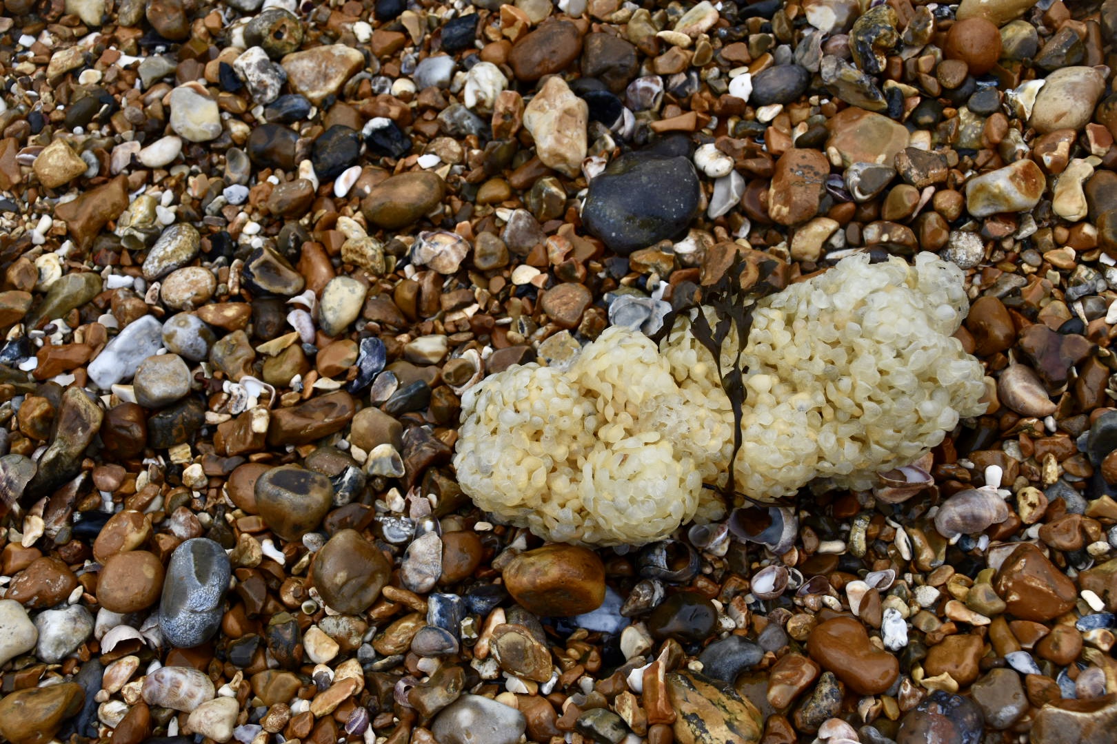 Whelk egg case by Susan Wakely · 365 Project