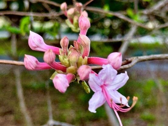 Wild azaleas by John · 365 Project