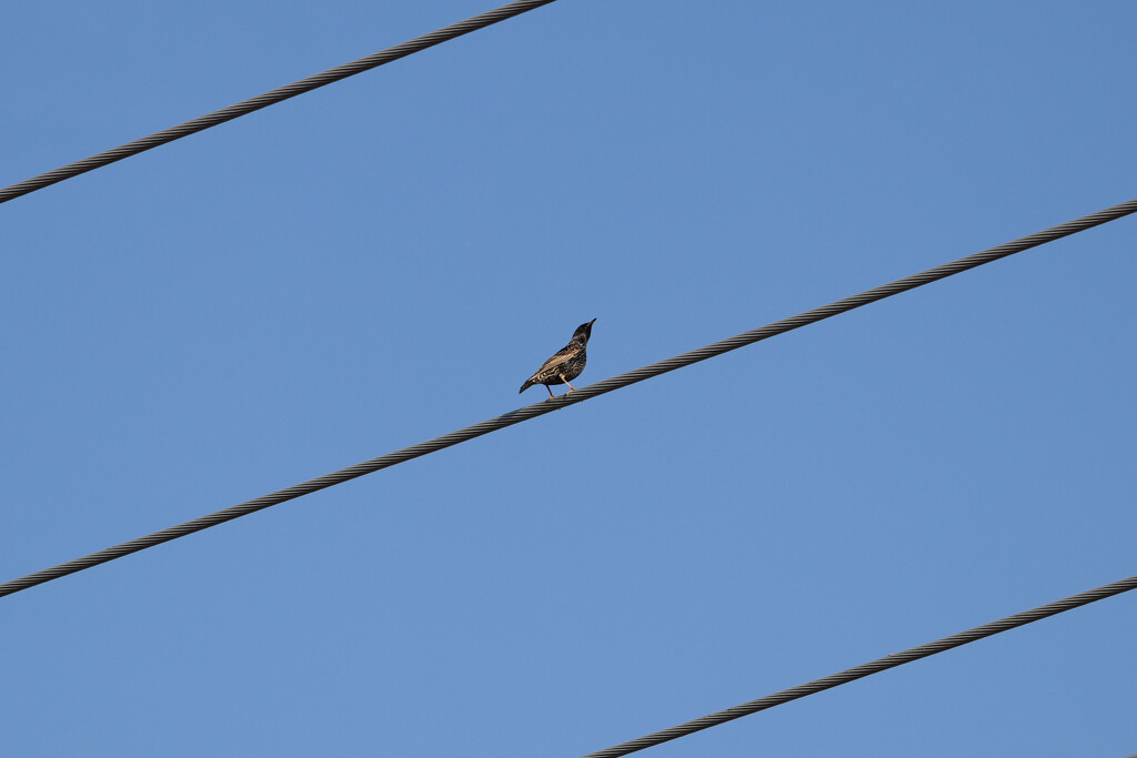 Starling by Jessica Eby · 365 Project