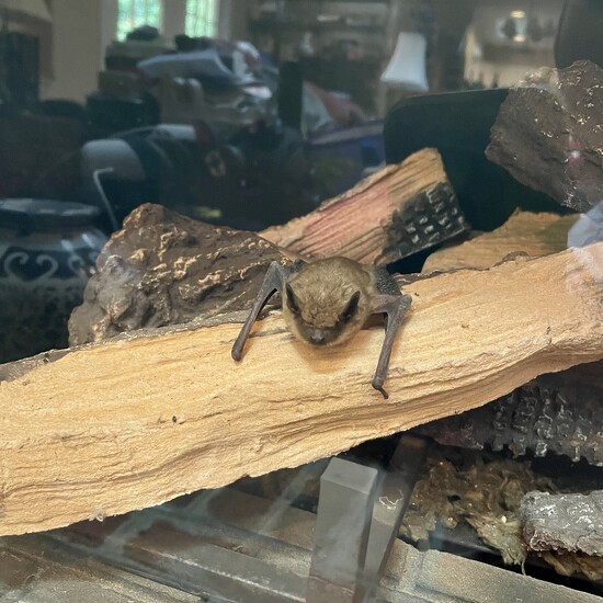 From the 2020 Archive by Rob Garrett · 365 Project