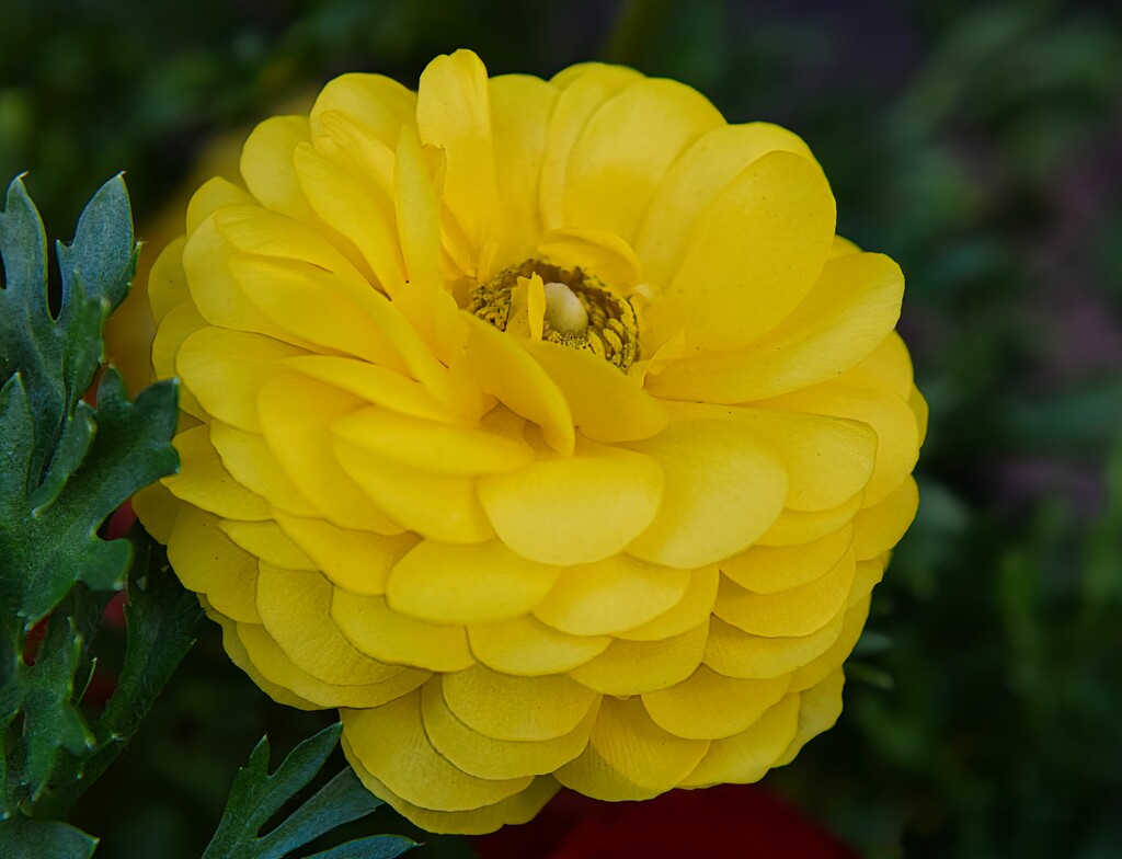 3 1 Yellow Ranunculus by Sand Lily · 365 Project