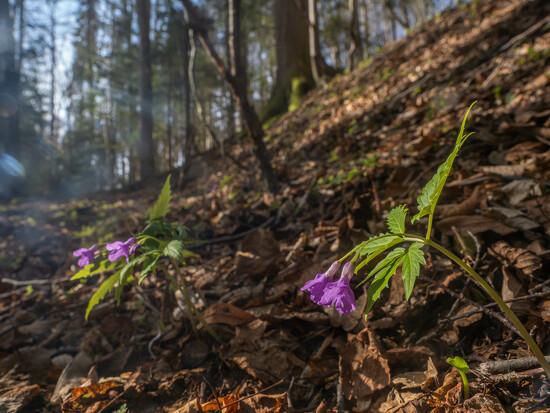 The first breath of spring by haskar · 365 Project