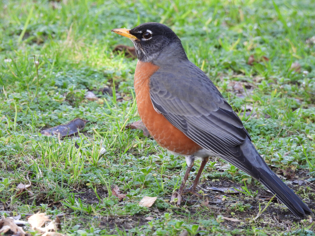 American Robin by gloria jones · 365 Project