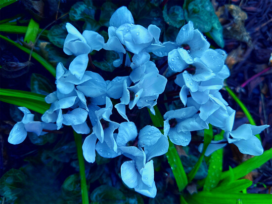 Blue Cyclamen by Shutterbug · 365 Project