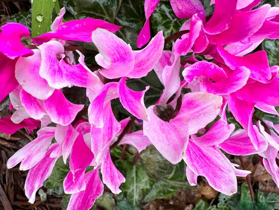 Pink Cyclamen by Shutterbug · 365 Project