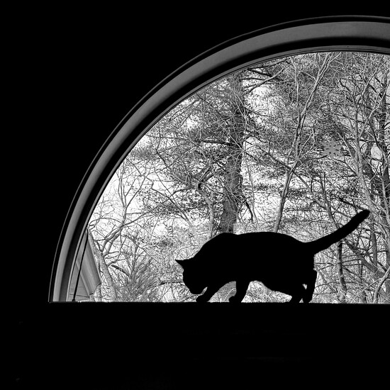Window Walker by Betsey · 365 Project