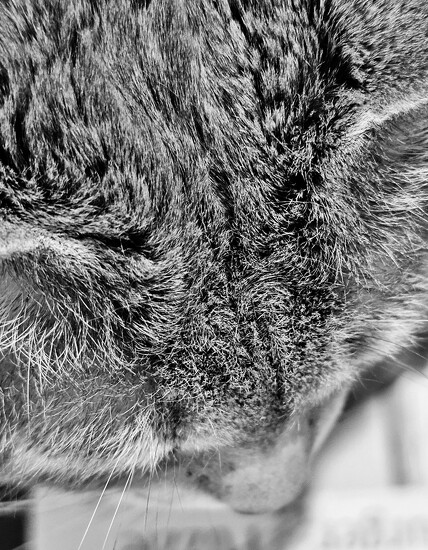 Gray bean by eDorre · 365 Project