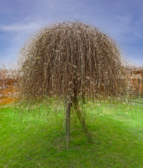 Willow Tree by Anthony Small · 365 Project