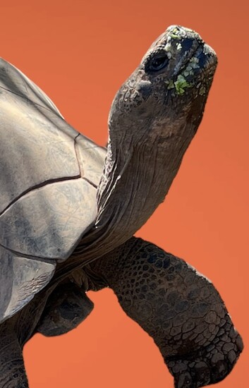 Mrs. Turtle by Islandgirl · 365 Project