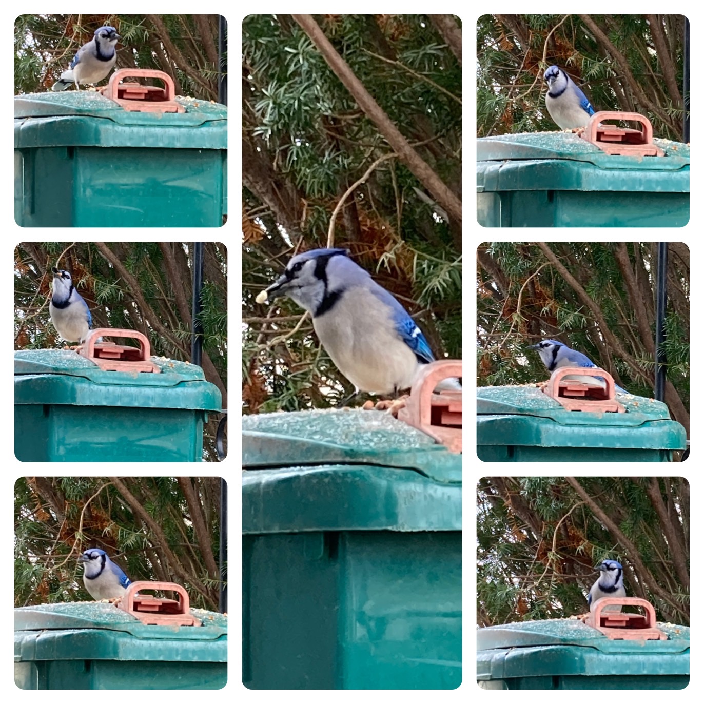 Blue Jay Collage by Liz Milne · 365 Project