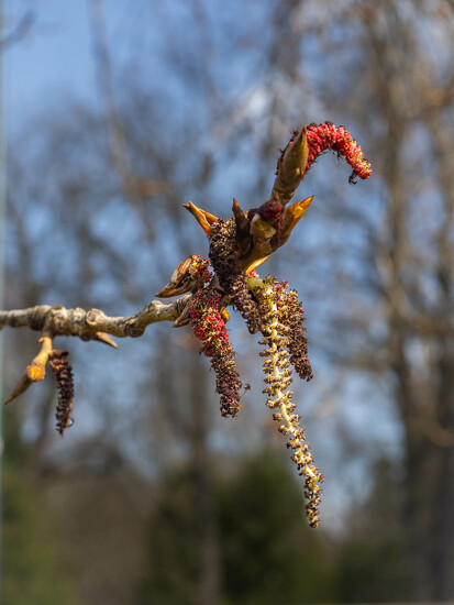 The first day of spring by haskar · 365 Project