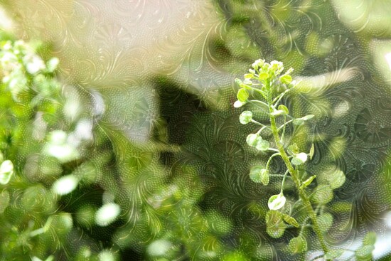 Green things... by Mags · 365 Project