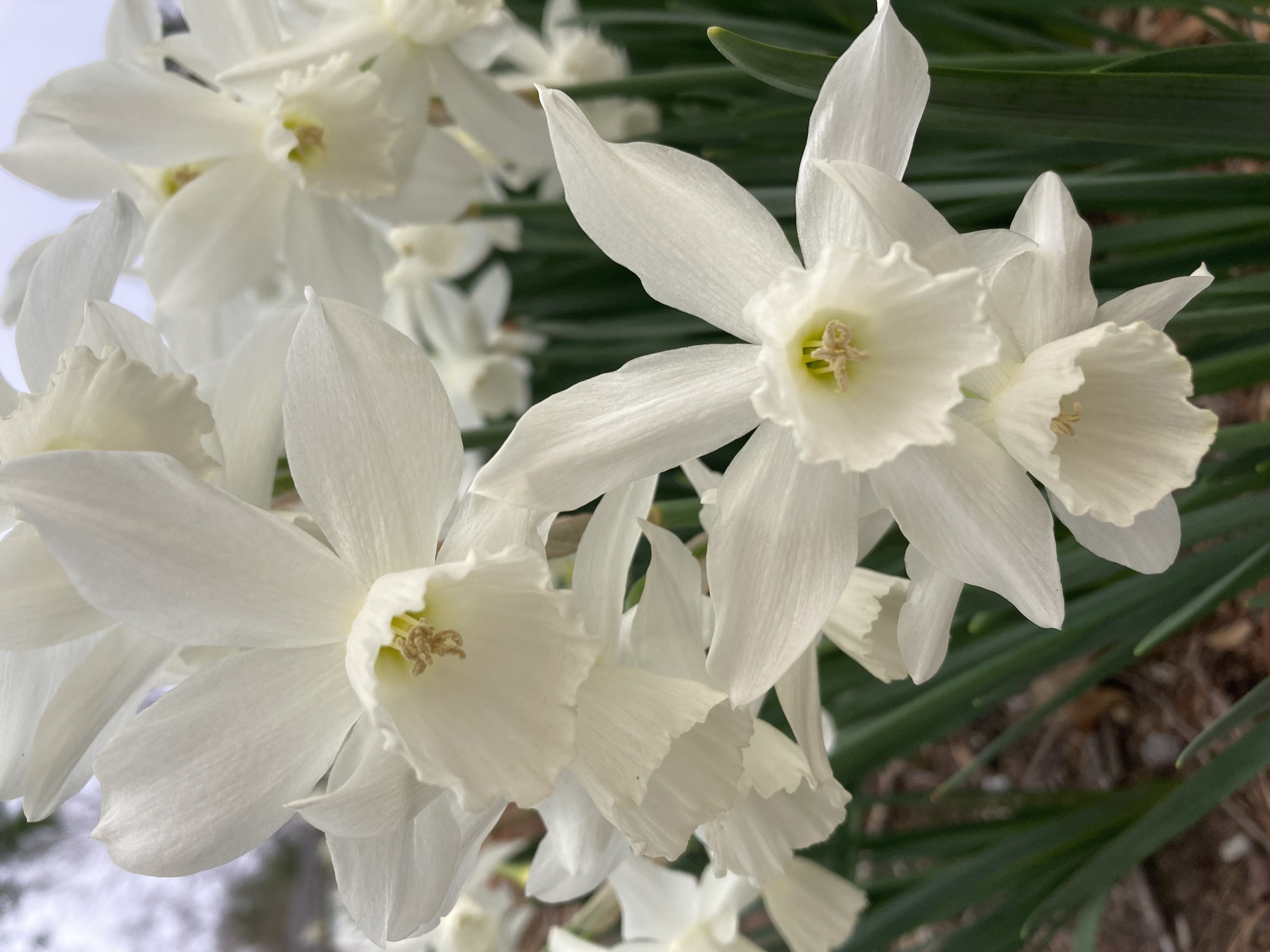 Daffodils for Princess Catherine. by Dorothy · 365 Project
