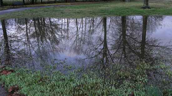 One Large Puddle! by Milanie · 365 Project