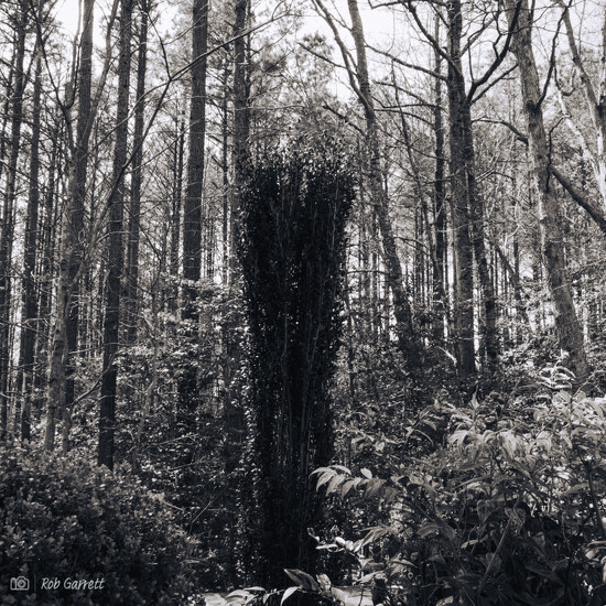 Nothing special by Rob Garrett · 365 Project