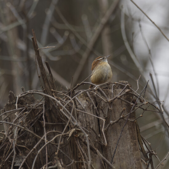 Carolina Wren on a stump by Ralph Miner · 365 Project