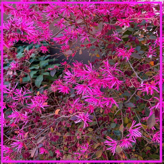 Pink Fringe Flowers by Shutterbug · 365 Project