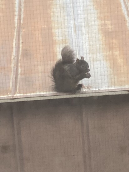 Squirrel on Shed by Liz Milne · 365 Project