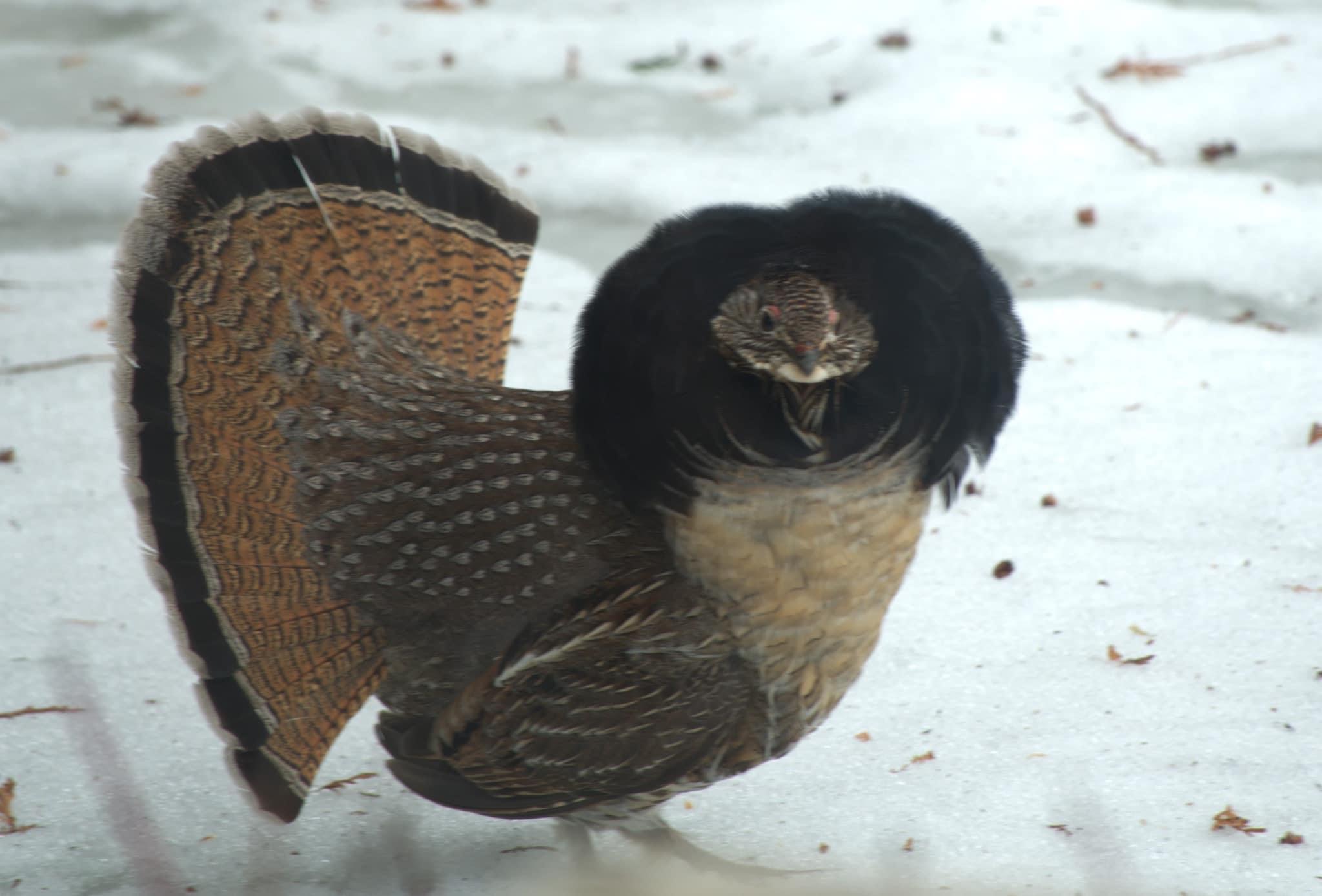 Ruffed Grouse by Islandgirl · 365 Project