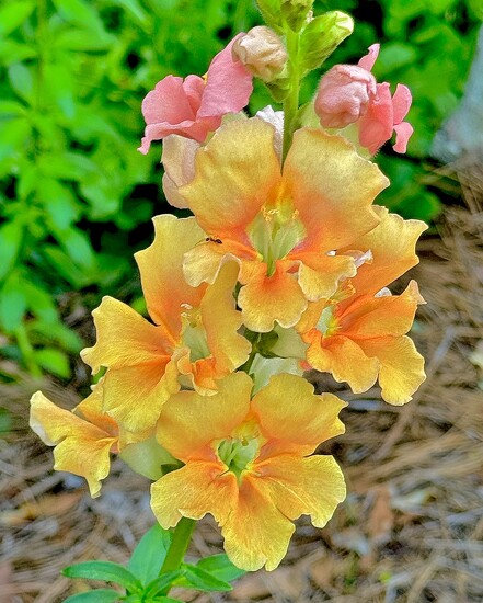 Snapdragons by John · 365 Project
