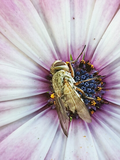 Sleeping Fly by Babs · 365 Project