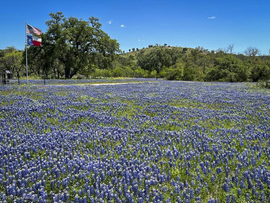 Bluebonnets by Bucktree · 365 Project