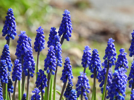 Grape Hyacinth by gloria jones · 365 Project