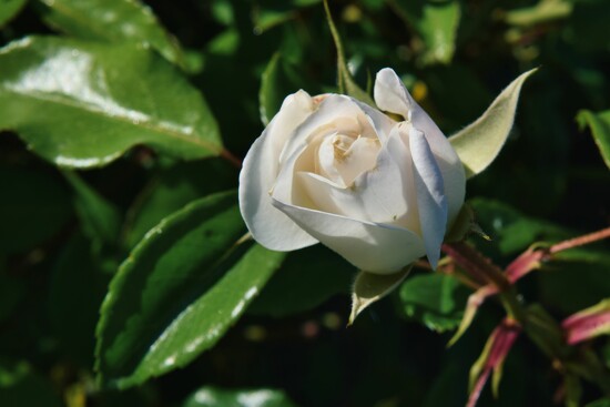 4 8 Rose unfurling by Sand Lily · 365 Project