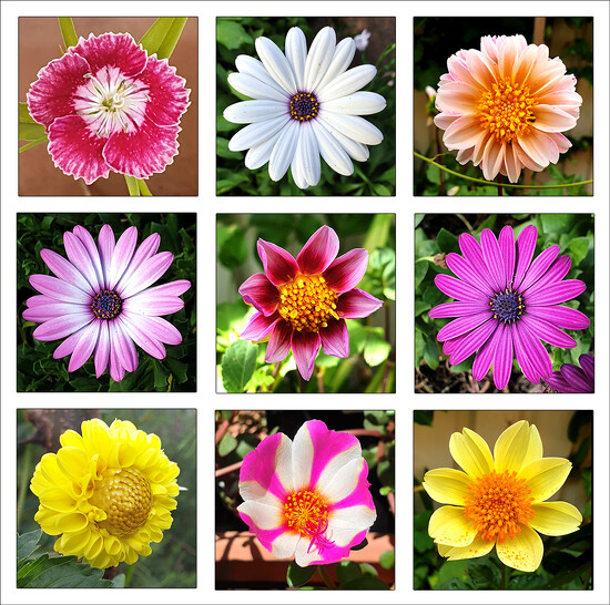 Flower Collage by Babs · 365 Project