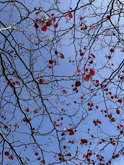 A Tree Full of Hearts by Shutterbug · 365 Project