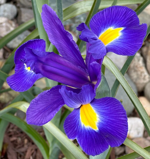 Telstar Flag Iris by Shutterbug · 365 Project