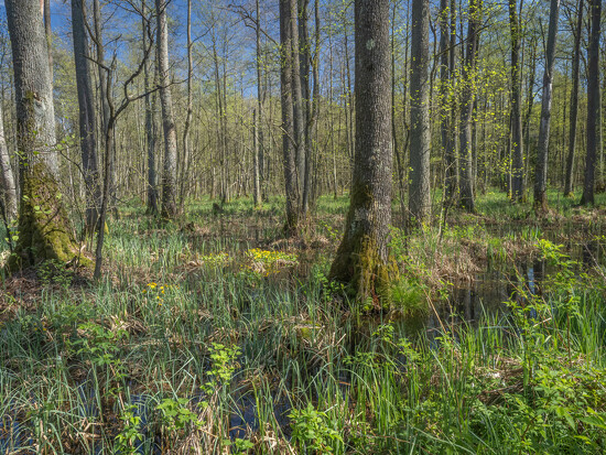 Riparian forest in spring by haskar · 365 Project