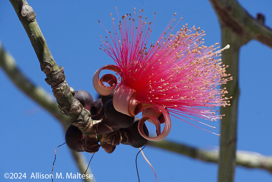 Dr. Seuss Tree by Allison Maltese · 365 Project