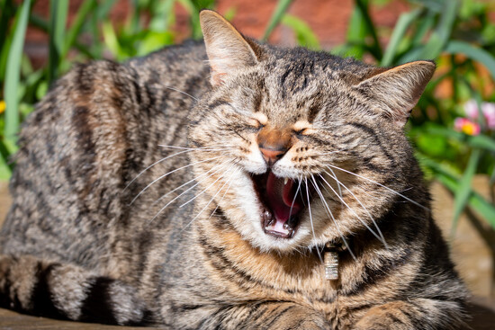 Yawny Cat by Ann Cooke · 365 Project