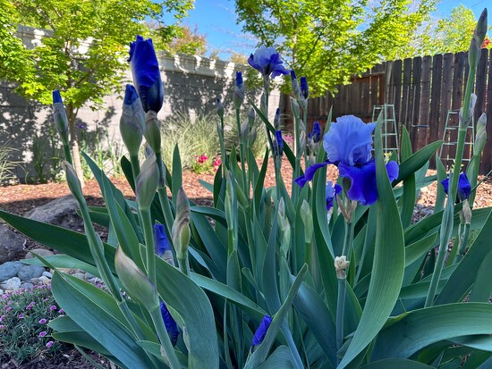 And now there are many by Shutterbug · 365 Project