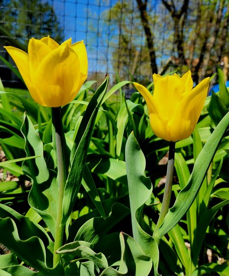 Blooming by Jo · 365 Project