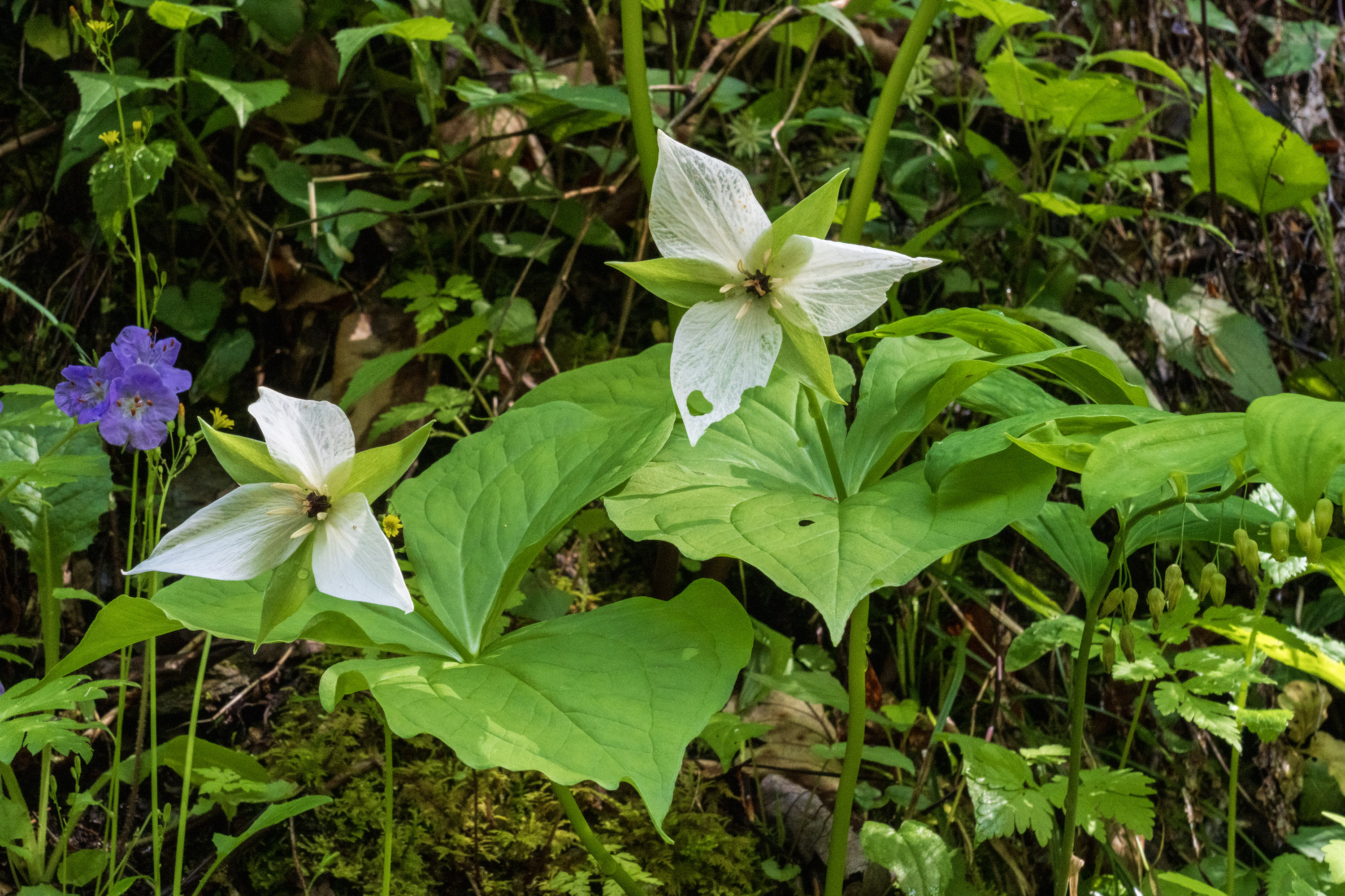 White Trillium by KV · 365 Project
