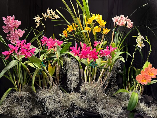 Orchid Mini Garden Display by Shutterbug · 365 Project