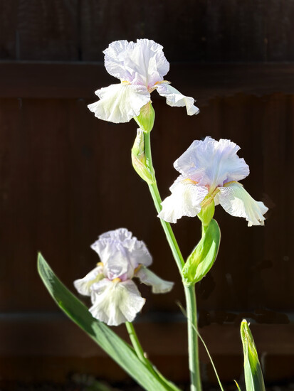Surprise iris by Shutterbug · 365 Project